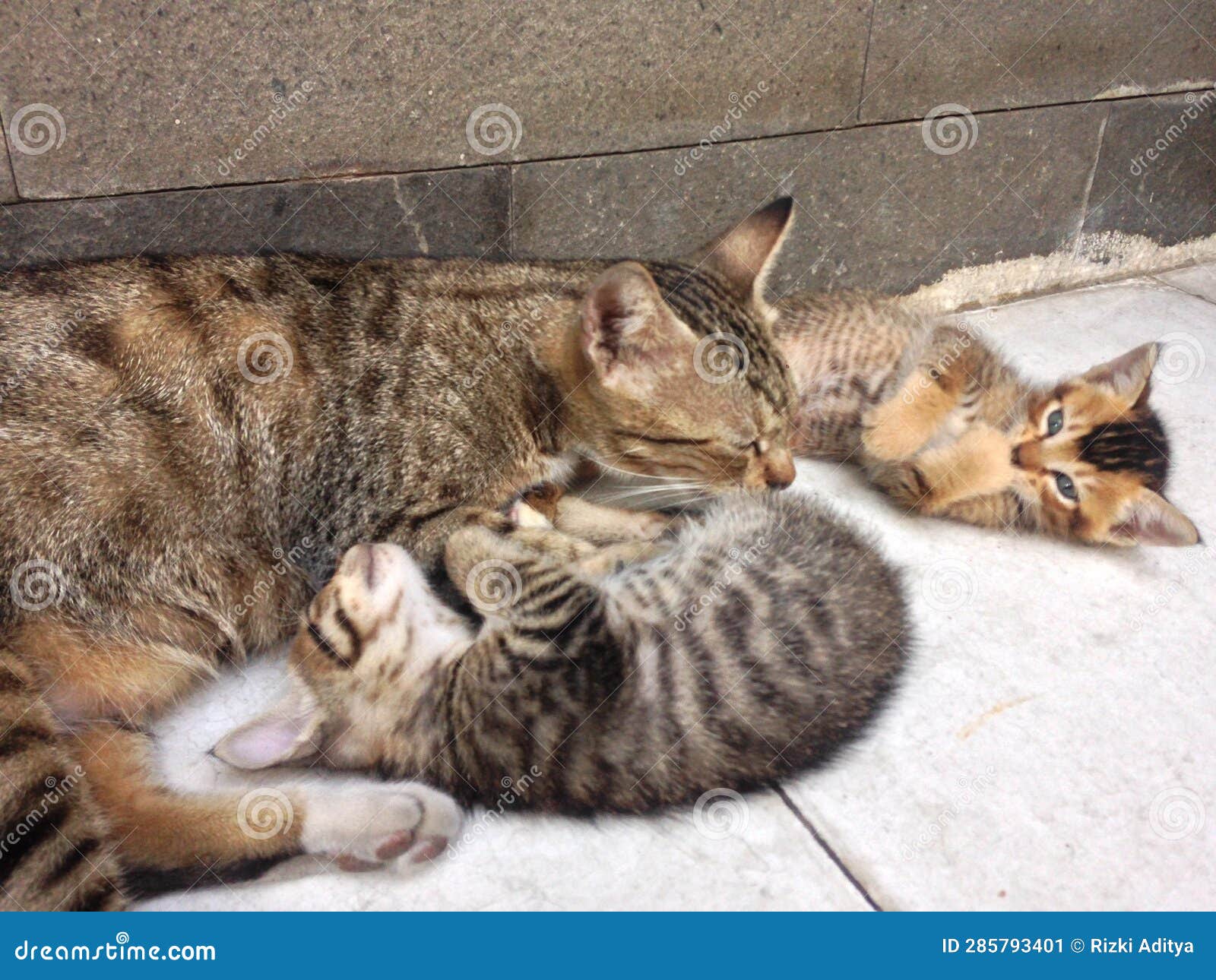 The Mother Cat is Looking after the Kittens Stock Image - Image of ...