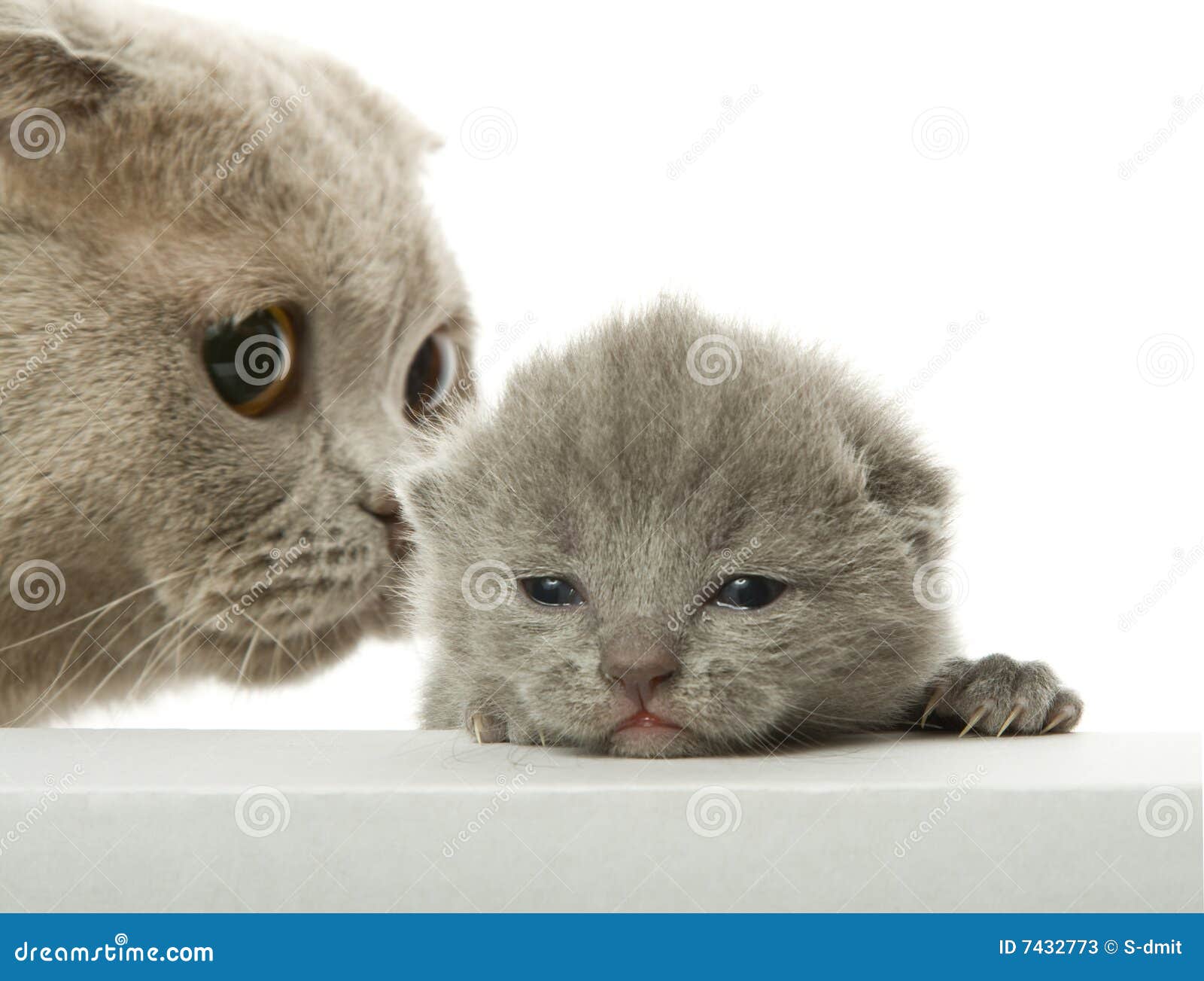 Mother-cat and Small Kitten Stock Image - Image of expression, british ...