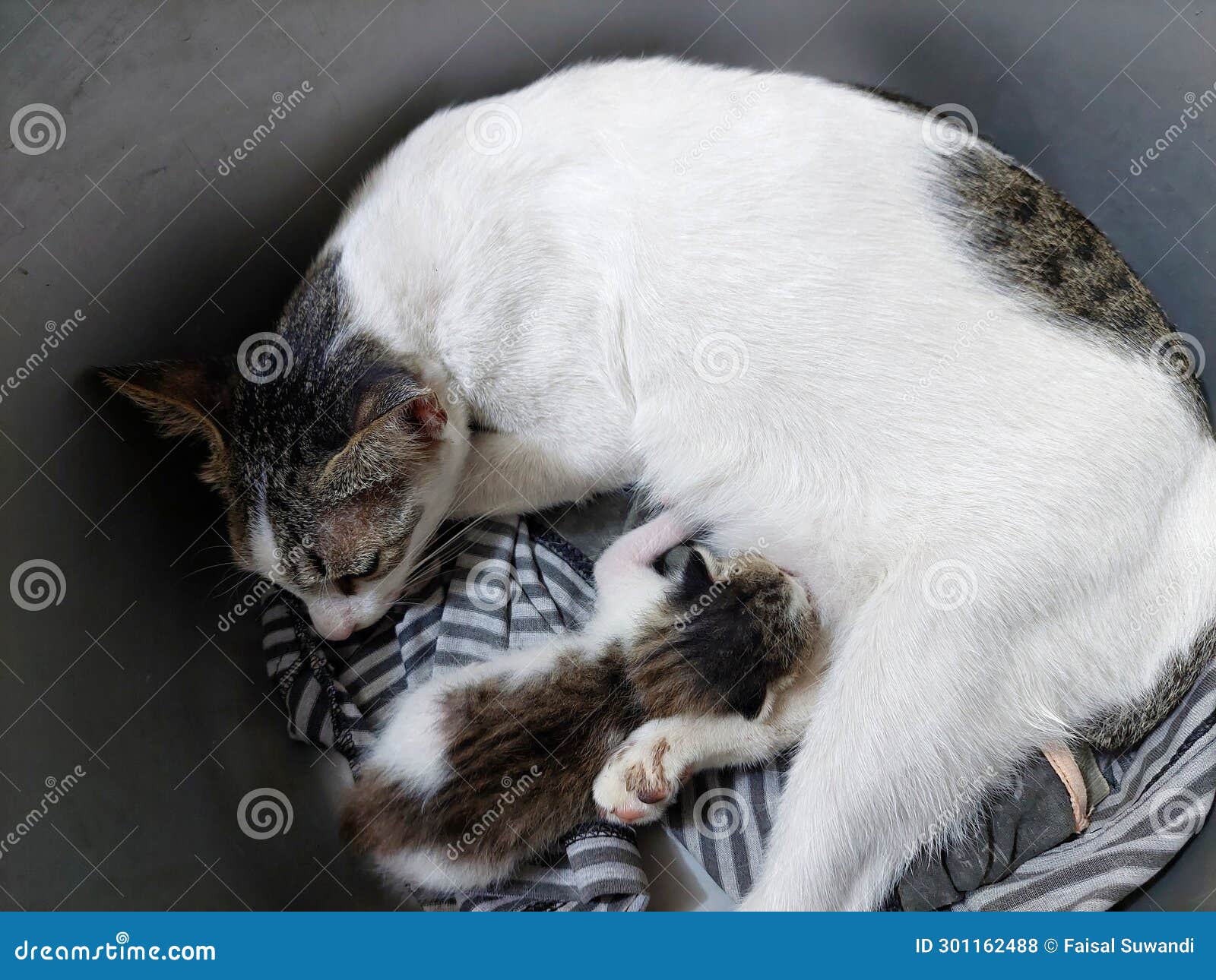 A Mother Cat is Taking Care of Her Kittens Stock Photo - Image of care ...
