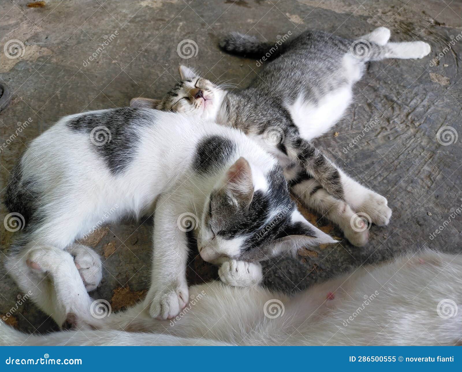 Mother Cat with Two Sleeping Kittens. Funny. Tiny Stock Image - Image ...