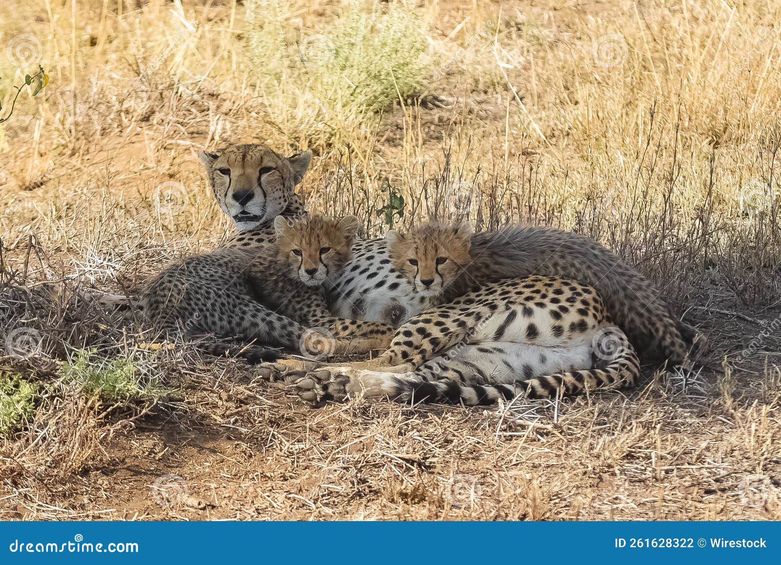 Mother Cheetah with Her Cubs Stock Photo - Image of outside, nature ...