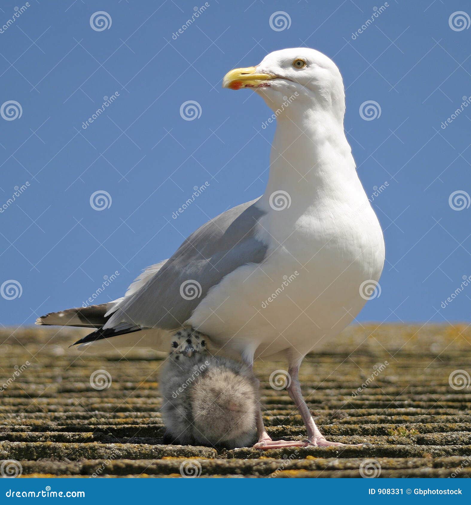 Mother & Chick stock image. Image of three, ridge, field - 908331
