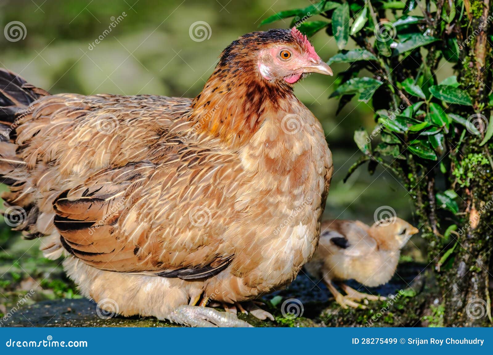 Mother Chicken with Chick Looking for Food, Copy Space Stock Image ...