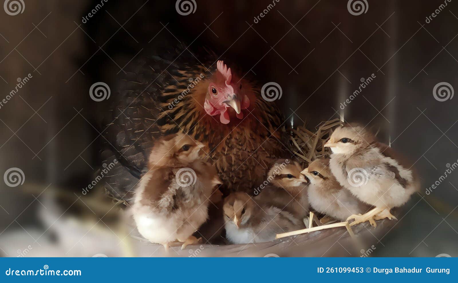 Mother Chicken with Her Babies on Nest Stock Image - Image of mother ...