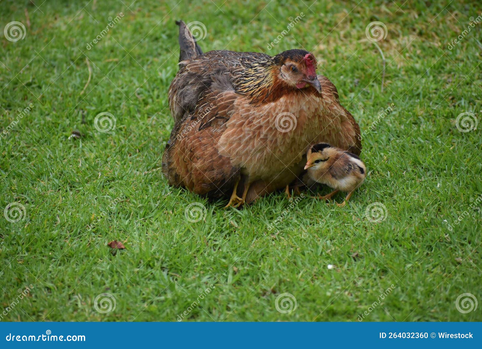 Mother Chicken with Its Chick on the Grass. Stock Photo - Image of ...