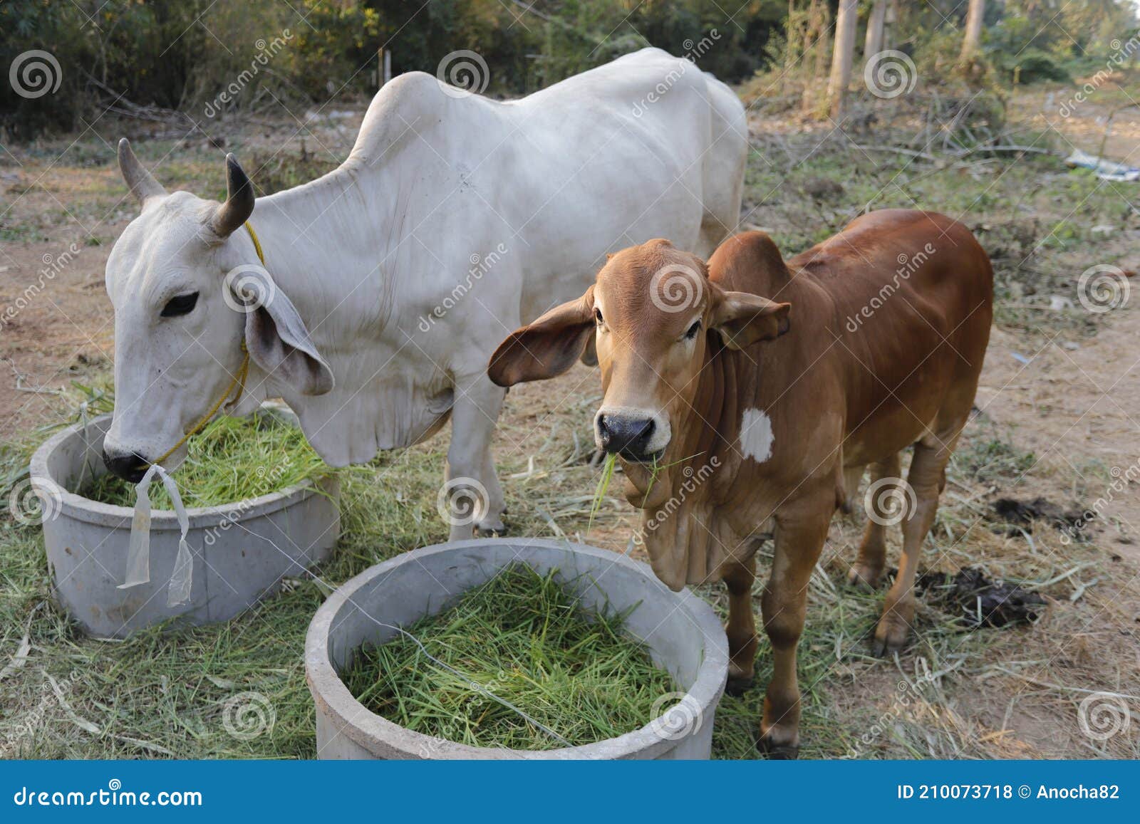Mother and Child Cows Together Stock Photo - Image of selective ...