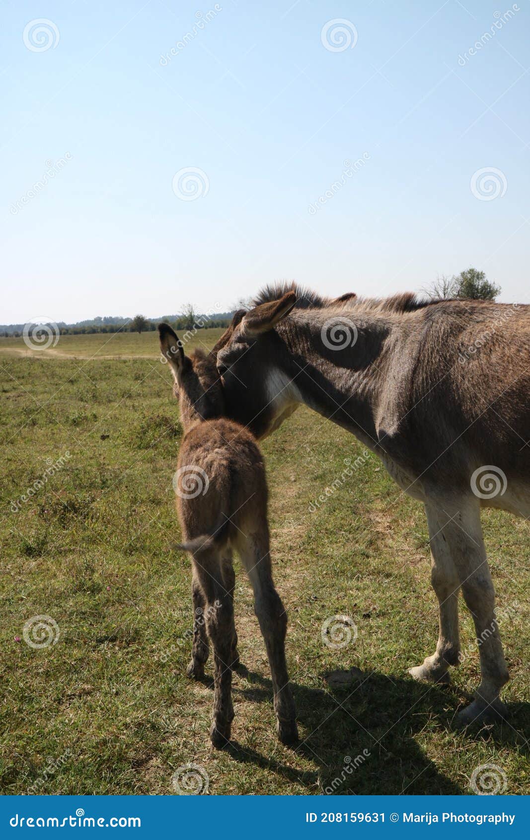Mother and child donkey stock image. Image of animal - 208159631
