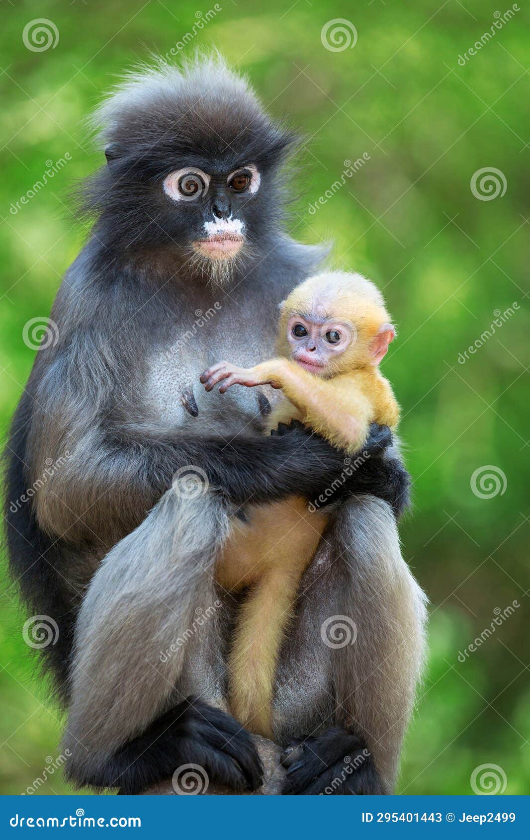 Mother and Child, Dusky Leaf-monkey. Stock Image - Image of leaf, face ...