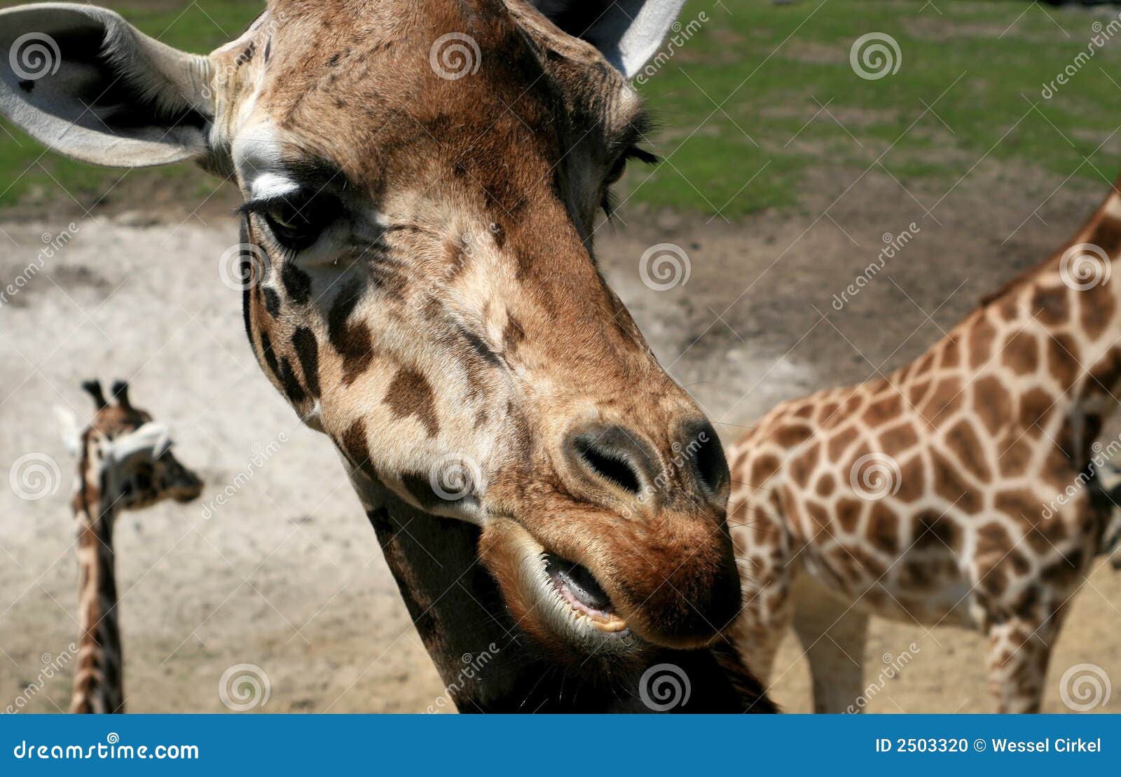Mother and child giraffe stock photo. Image of brown, camelopardalis ...
