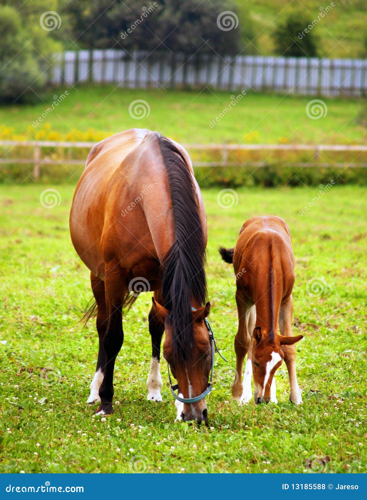 Mother & child grazing stock photo. Image of rest - 13185588