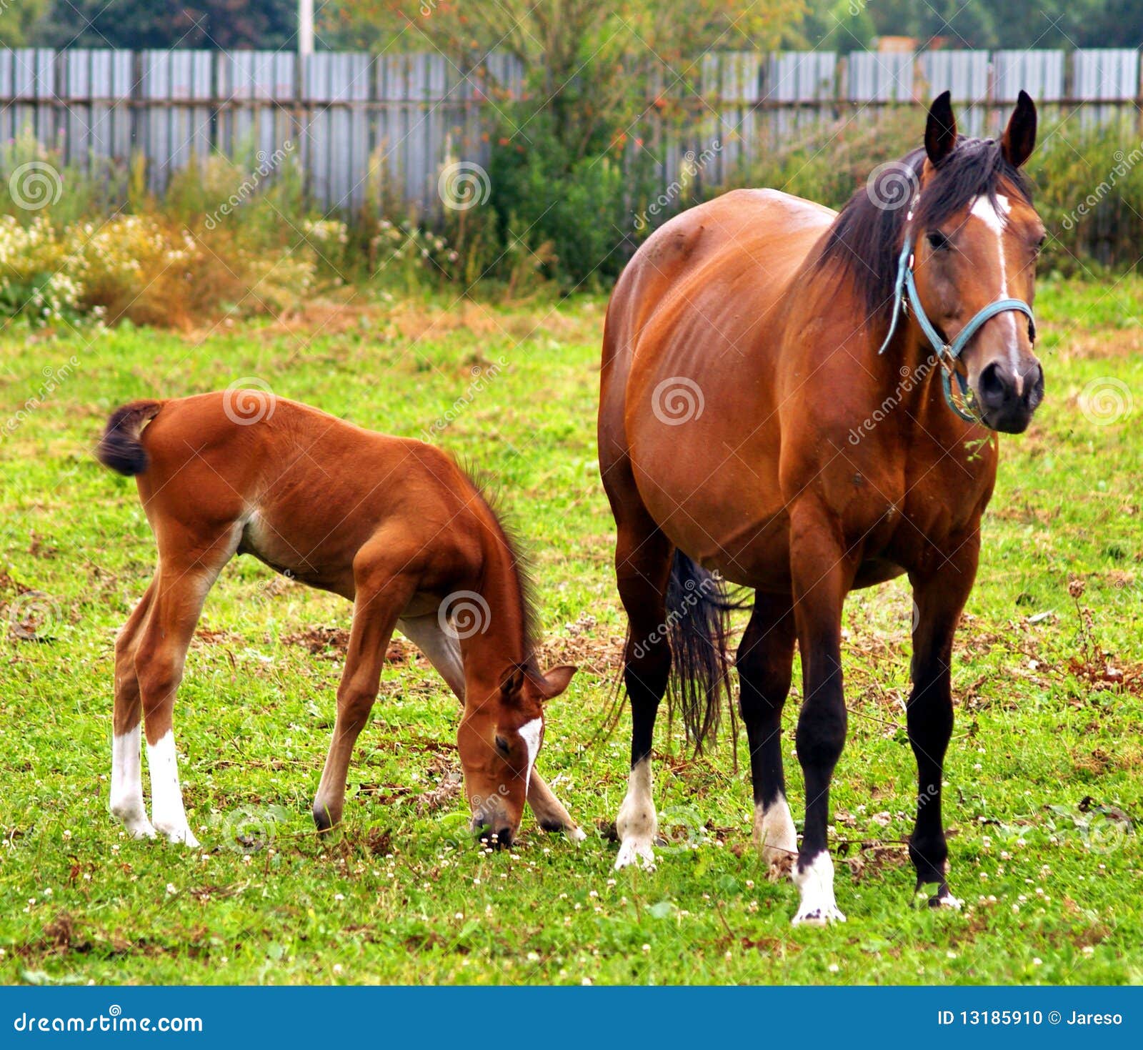 Mother & child grazing stock photo. Image of land - 13185910