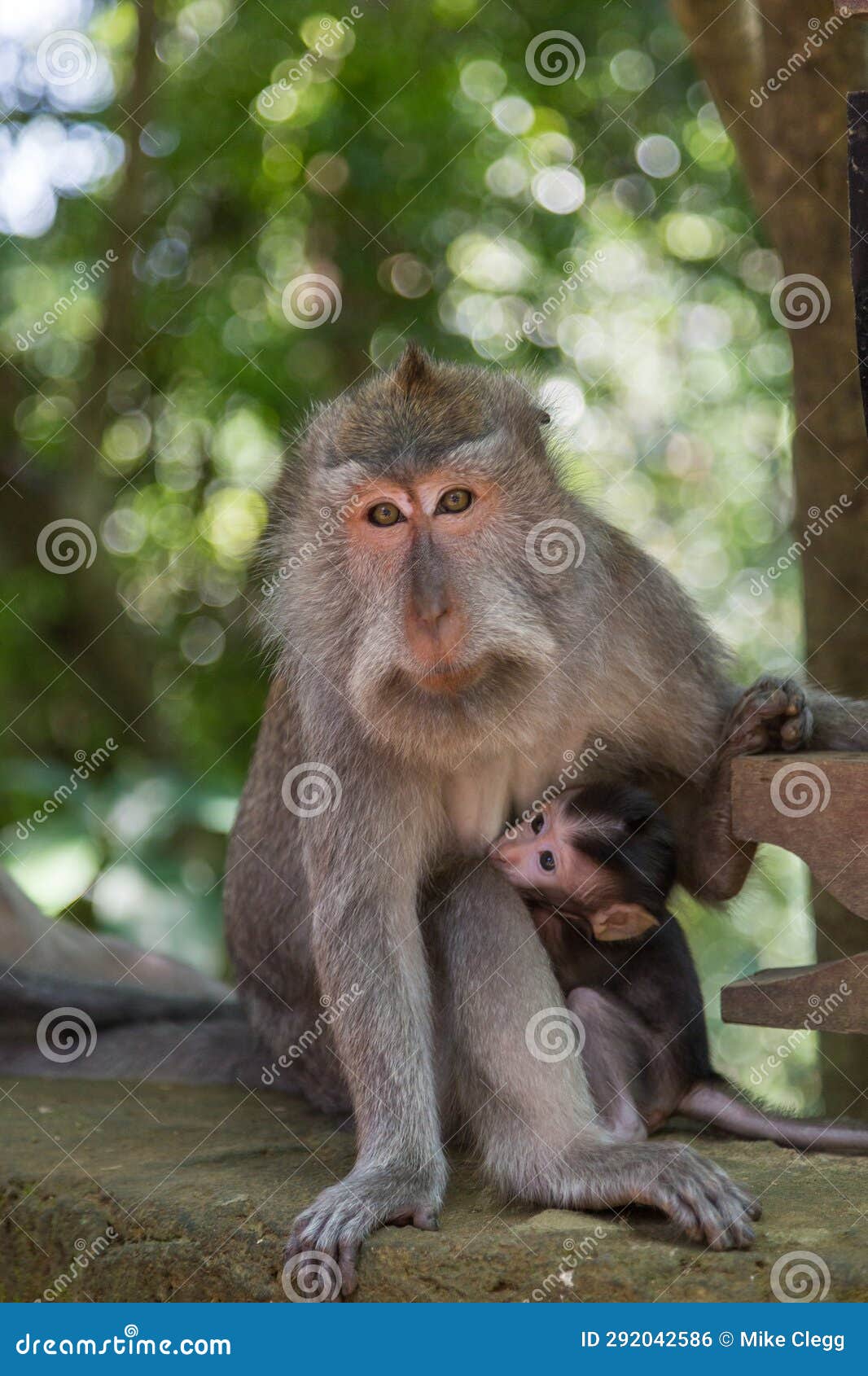 Mother and Child Monkeys at Monkey Forest Sanctuary in Ubud Stock Photo ...