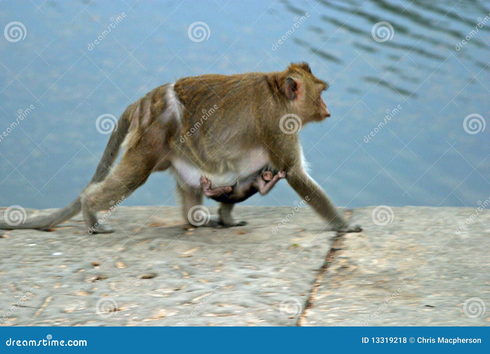 Mother and Child Rhesus Monkeys Stock Photo - Image of wildlife ...