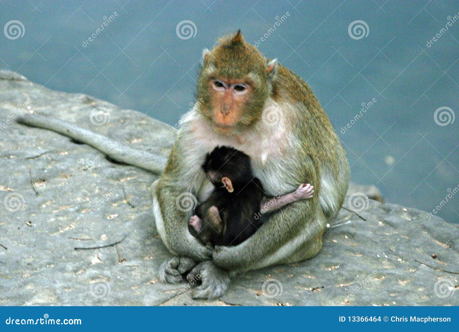 Mother and Child Rhesus Monkeys Stock Photo - Image of monkey, cambodia ...