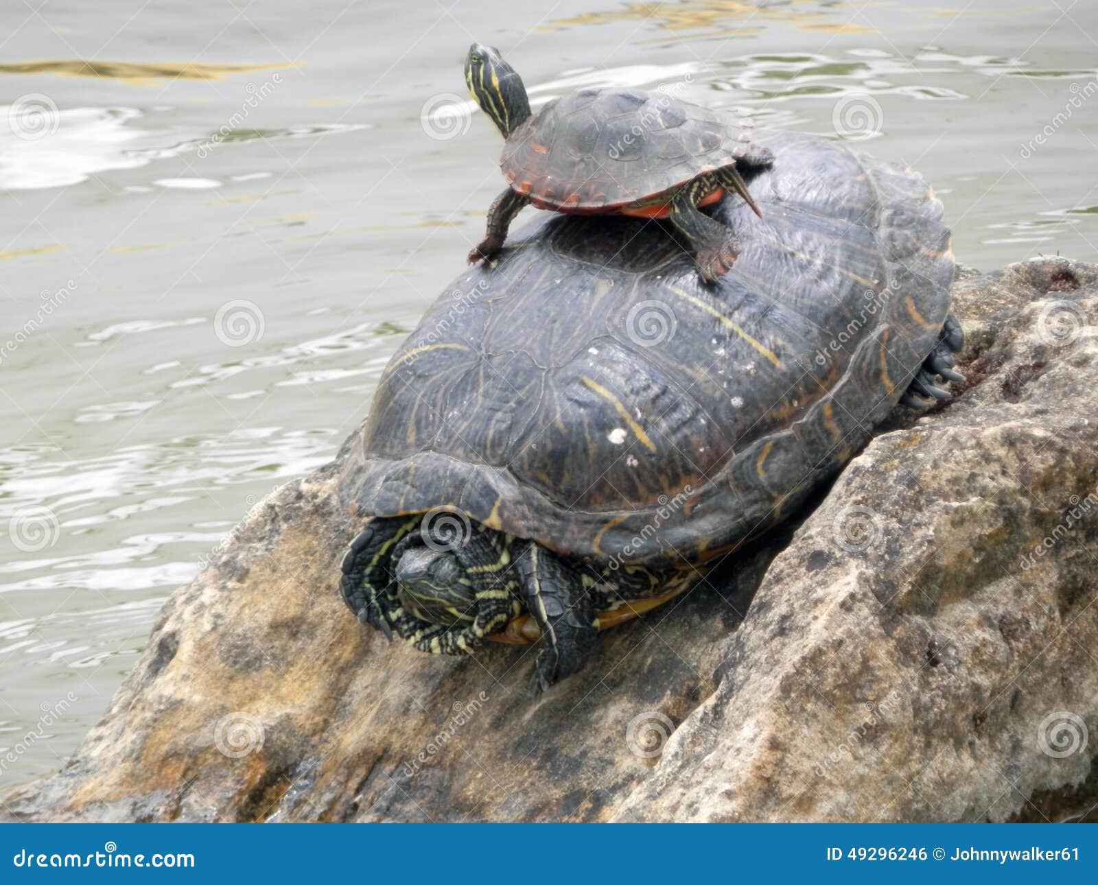 Child On A Sea Turtle Raft Royalty-Free Stock Photography ...