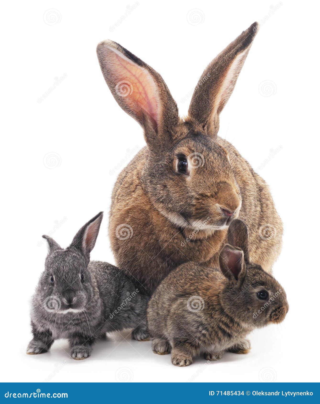 Mother and Children Rabbits. Stock Photo - Image of closeup, children ...
