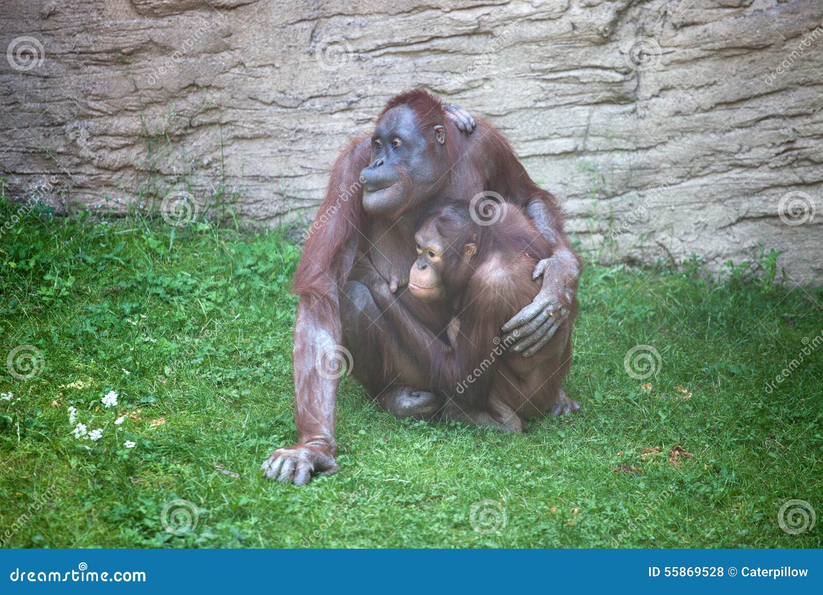 Mother Chimpanzee Nursing Her Child Stock Photo - Image of african ...