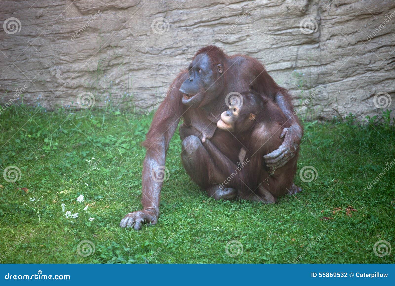Mother Chimpanzee Nursing Her Child Stock Photo - Image of animal ...