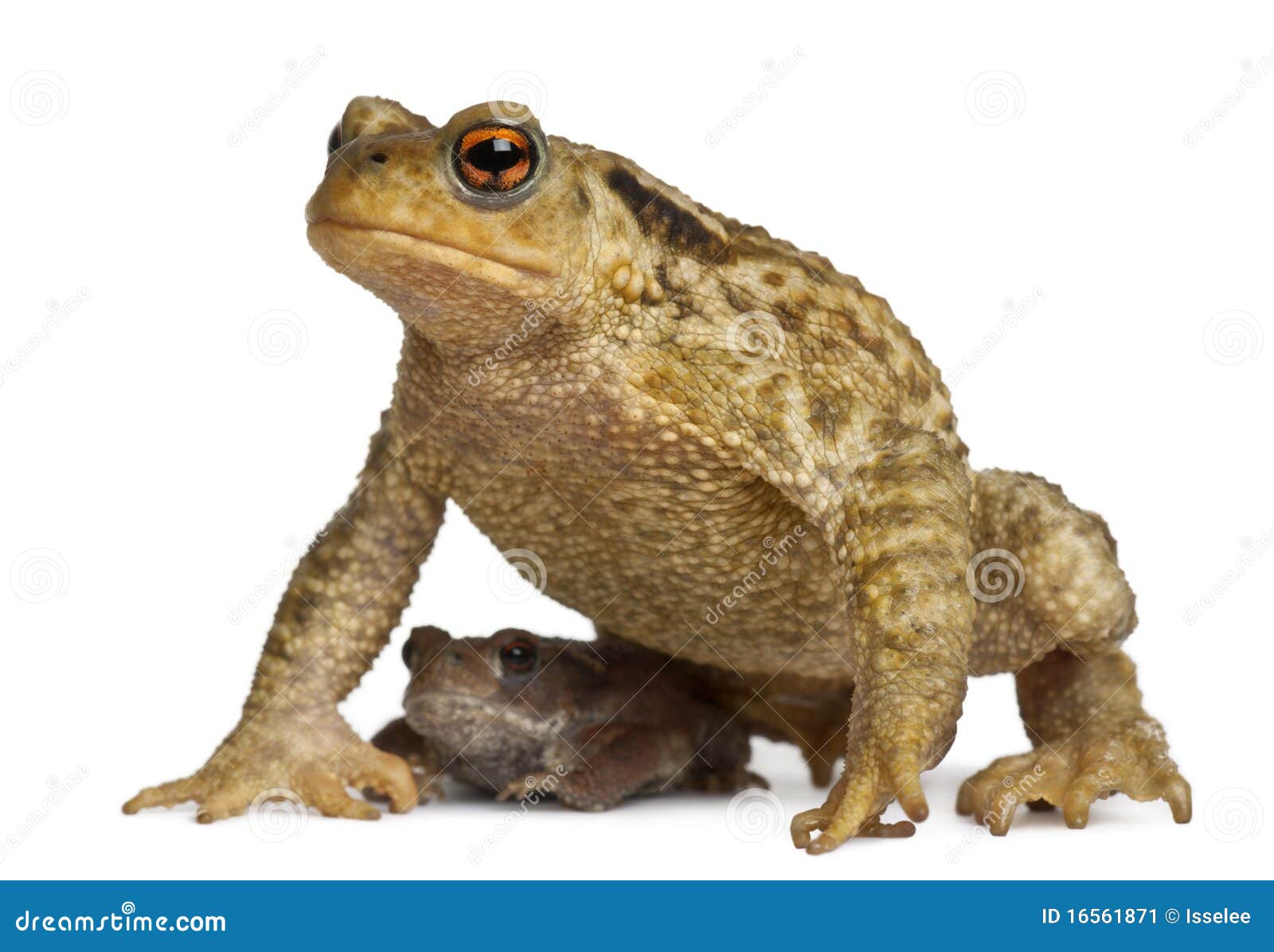 A Mother Common Tree Frog Is Guarding Her Eggs That Are Ready To Hatch ...
