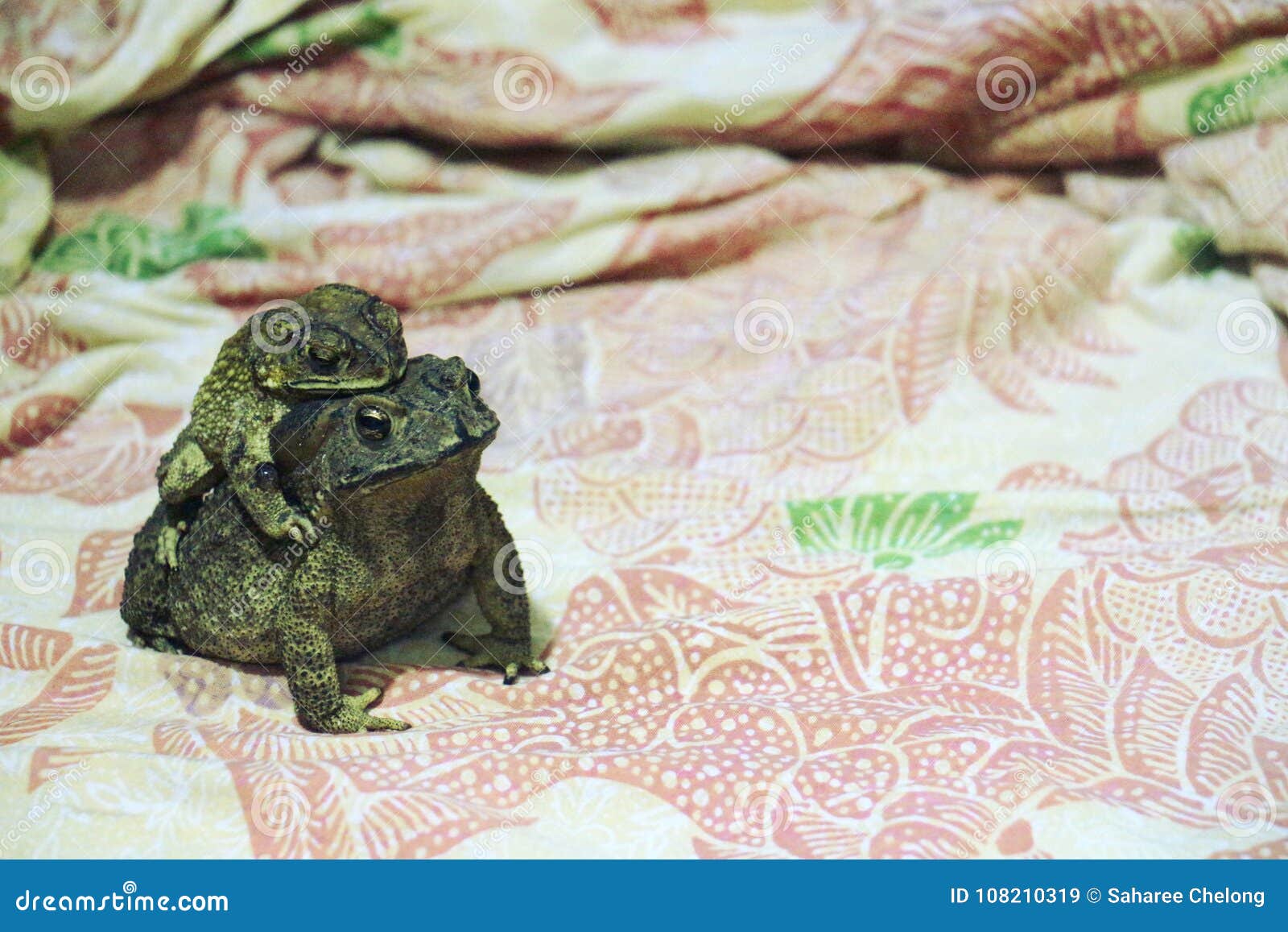 Mother Common Toad and Her Baby Stock Image - Image of bank, flame ...