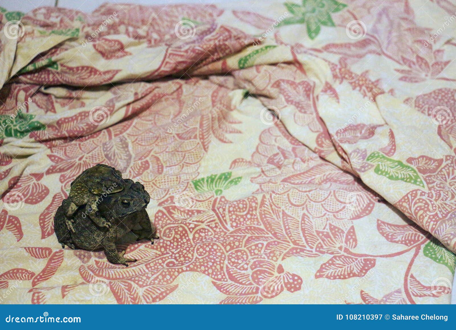 Mother Common Toad And Her Baby Stock Image | CartoonDealer.com #108210319