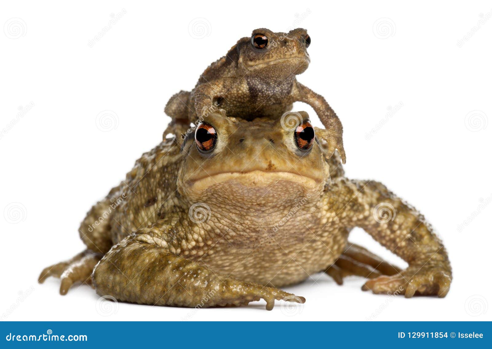Mother Common Toad And Her Baby Stock Image | CartoonDealer.com #108210319