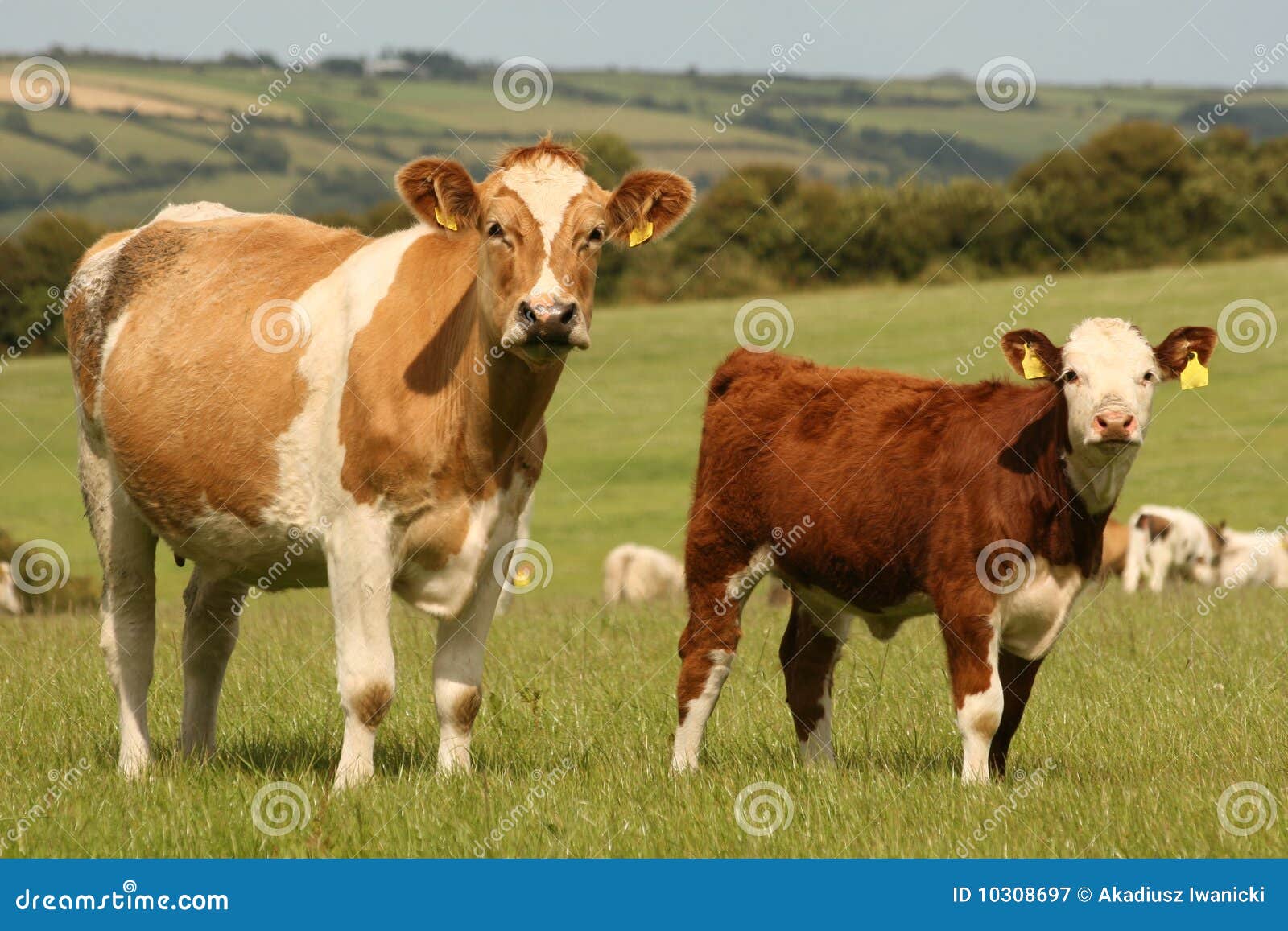 Mother cow and daughter stock image. Image of flock, meat - 10308697