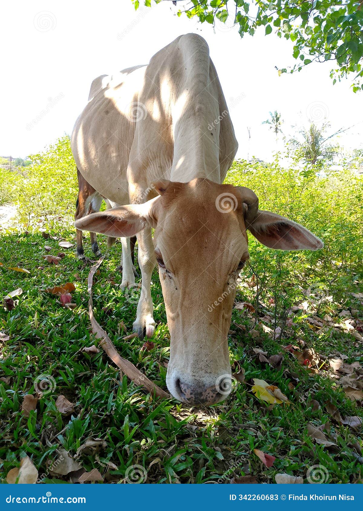 Mother Cow and Her Calf are Grazing Stock Image - Image of grass ...
