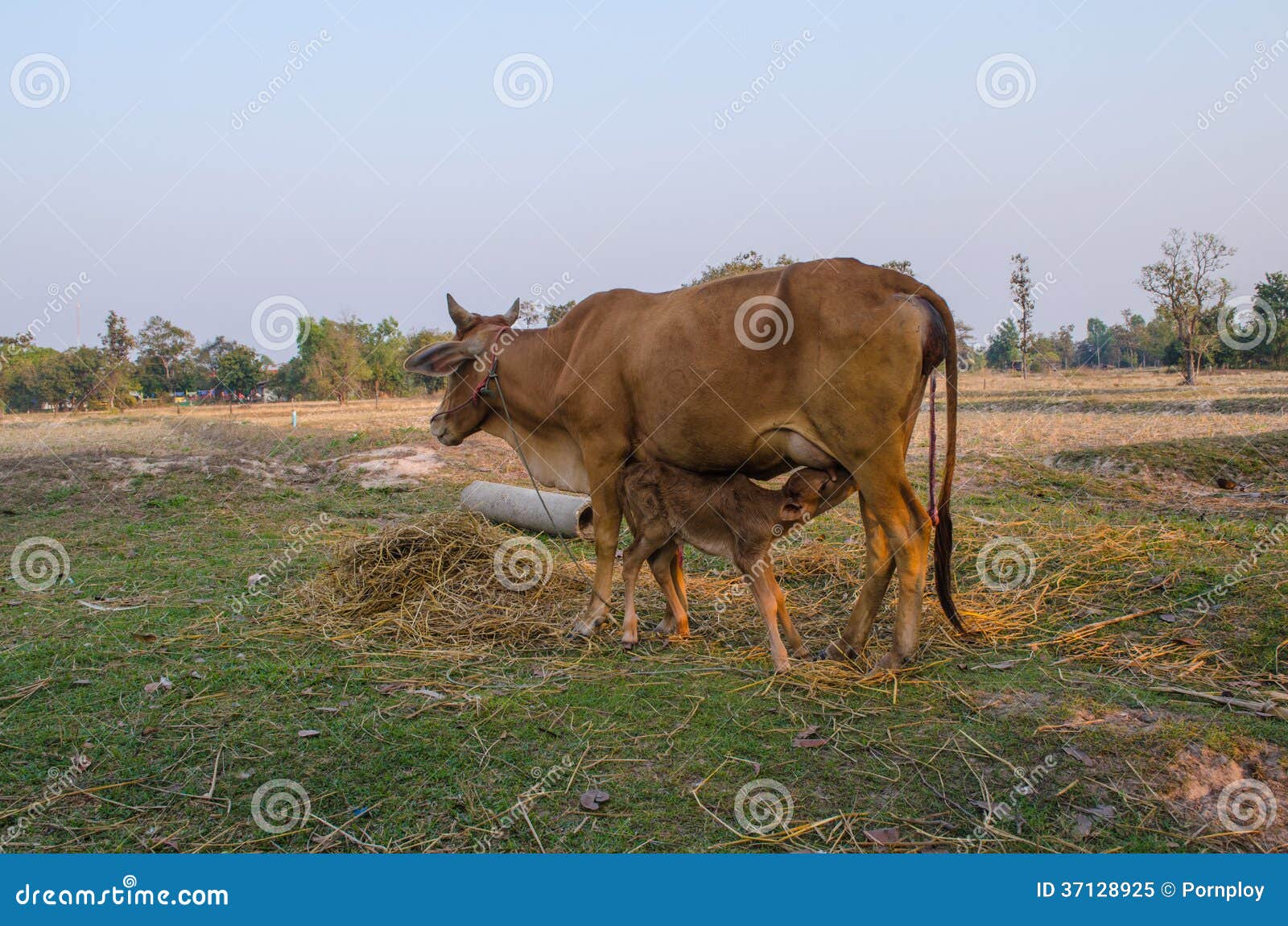 Mother cow stock image. Image of countryside, agriculture - 37128925