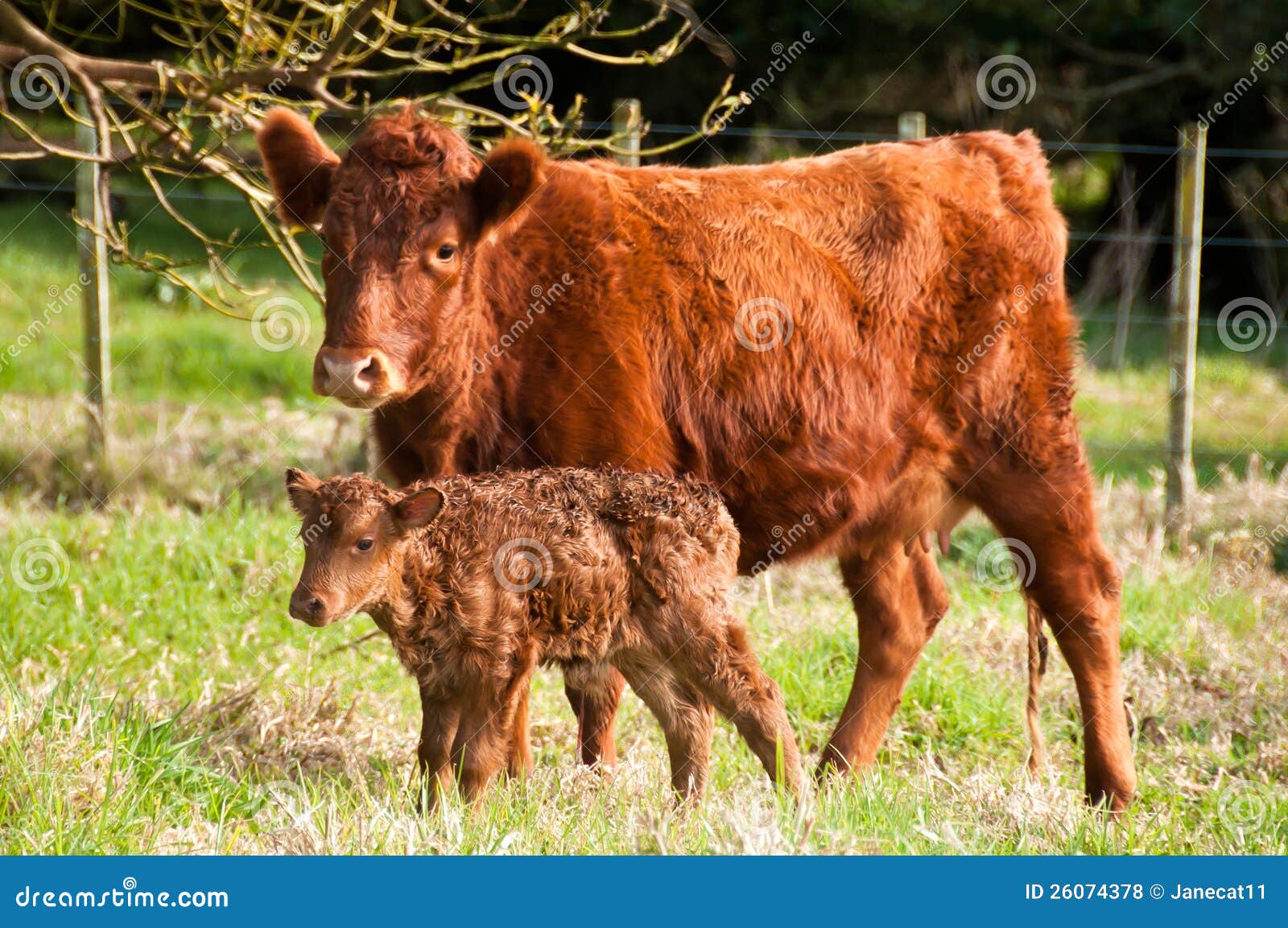 Mother cow with new calf stock photo. Image of paddock - 26074378
