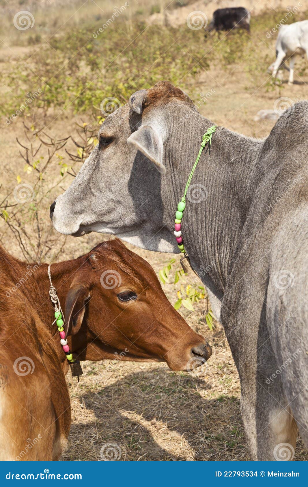 Mother Cow with Young Calf Resting in a Field Stock Photo - Image of ...