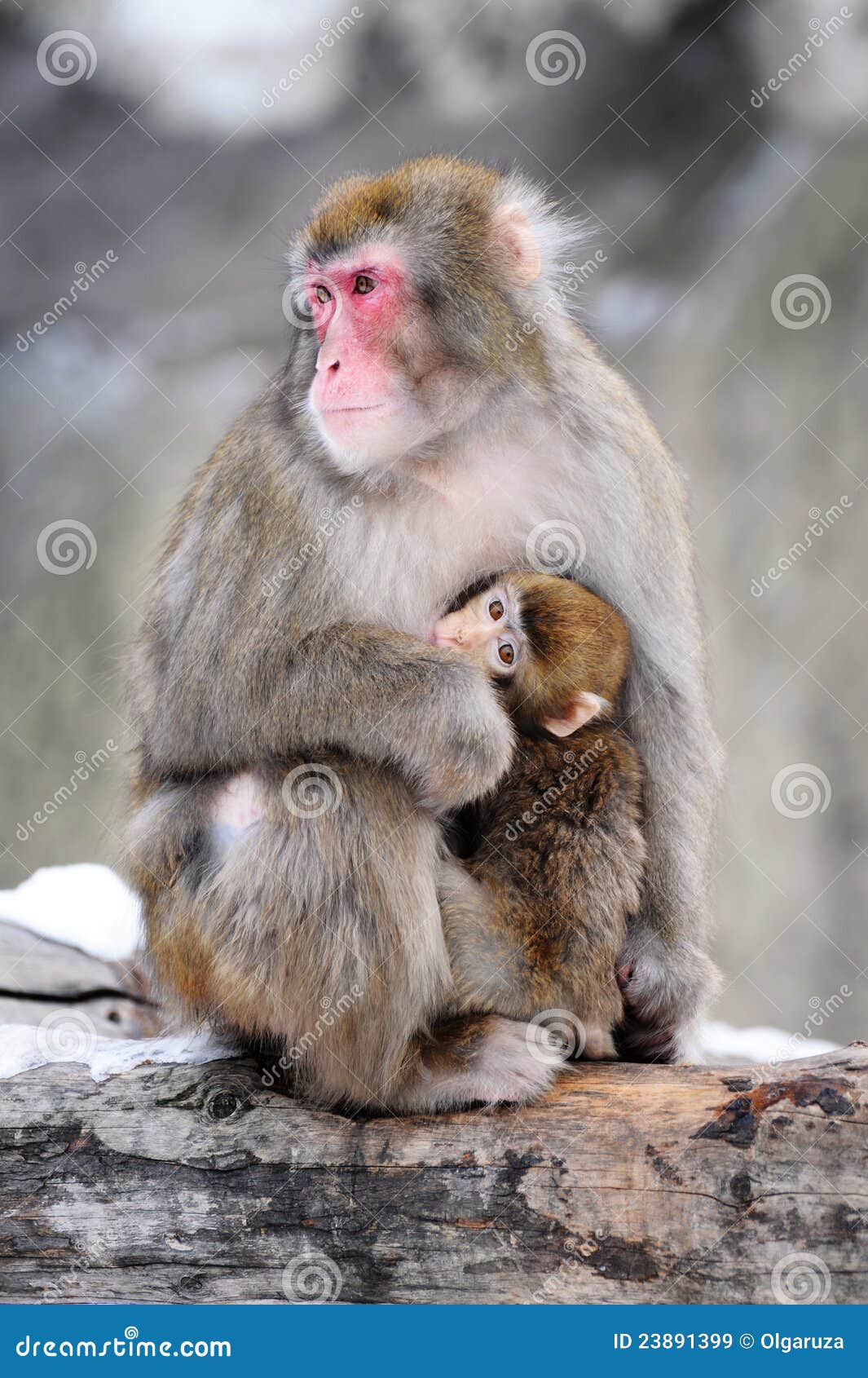 Mother and Cub, Winter. Japanese Macaques Stock Image - Image of winter ...