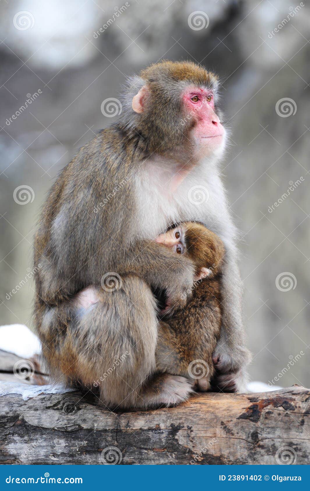 Mother and Cub, Winter. Japanese Macaques Stock Photo - Image of ...