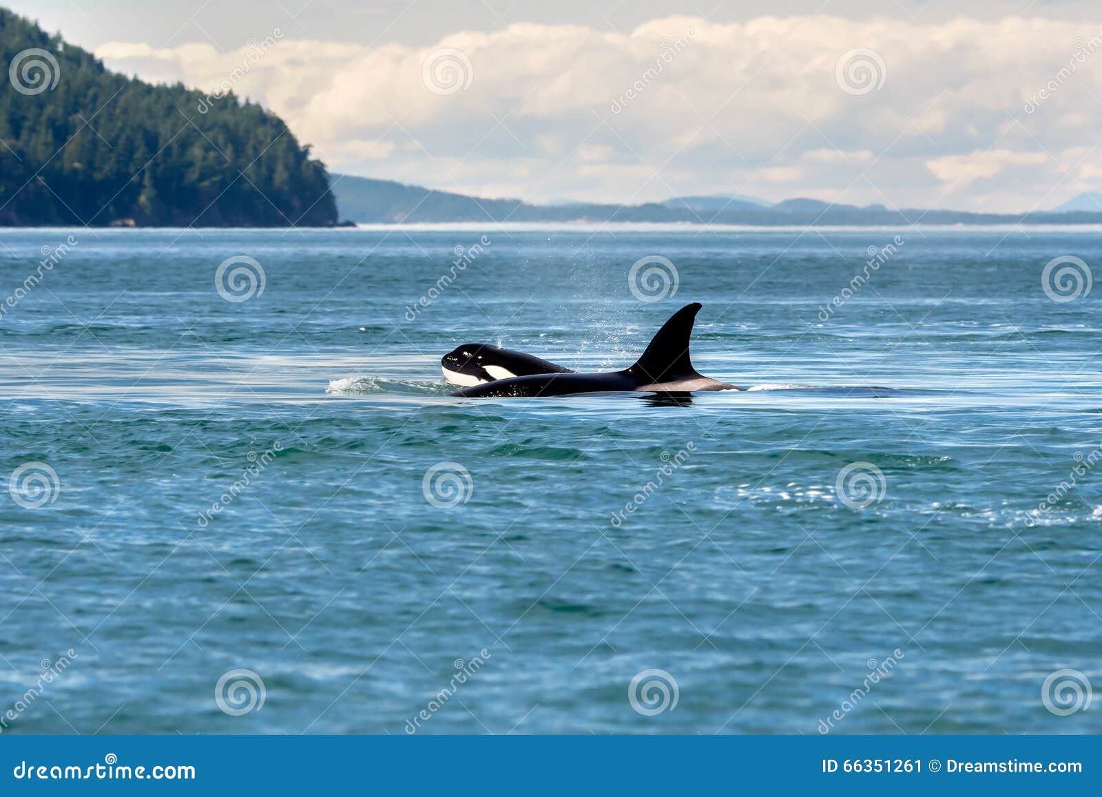 Mother Cubs Orcas stock image. Image of beautiful, breaching - 66351261
