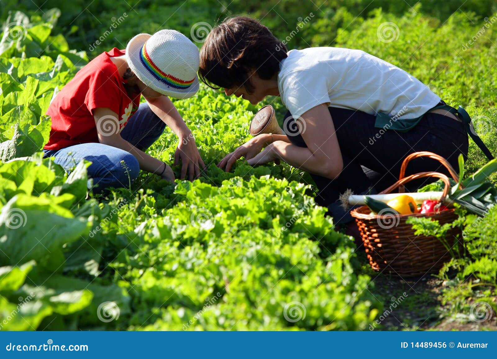 Mother and Daughter in Vegetable Garden Stock Photo - Image of nature ...