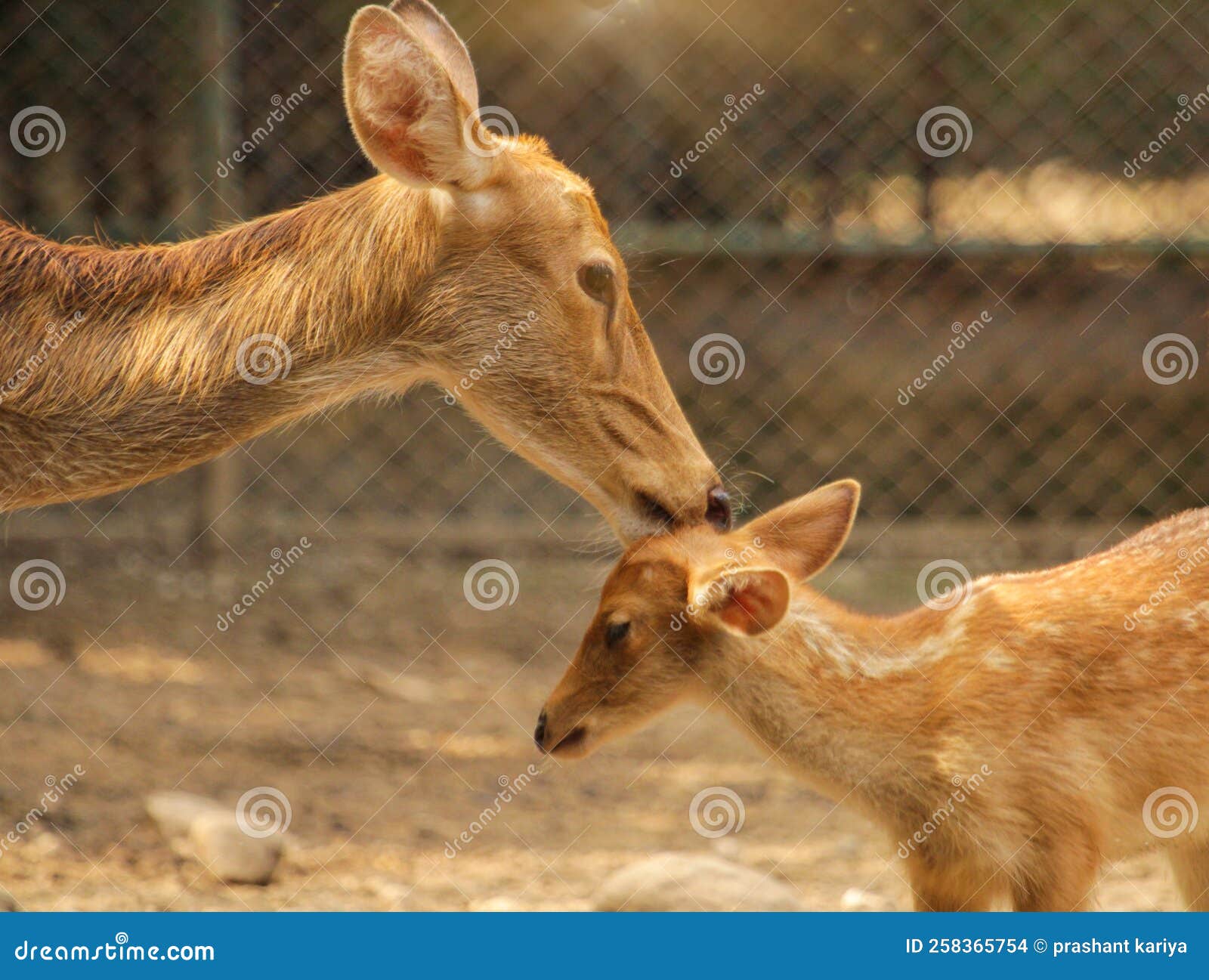 Mother Deer Loving Her Baby Deer Stock Photo - Image of grazing, nature ...