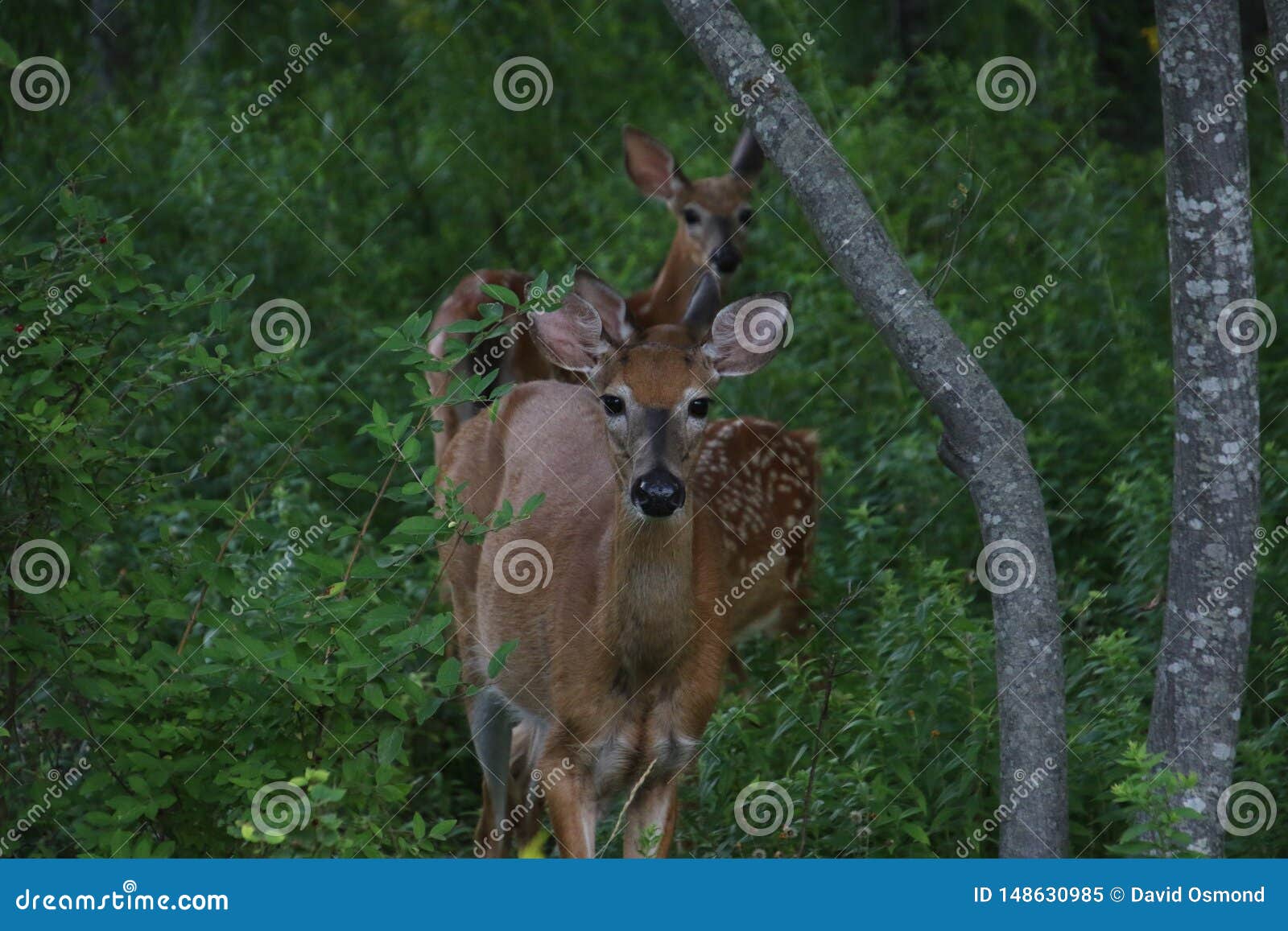 A Mother Deer with Two Fawns Stock Image - Image of wildlife, mammal ...