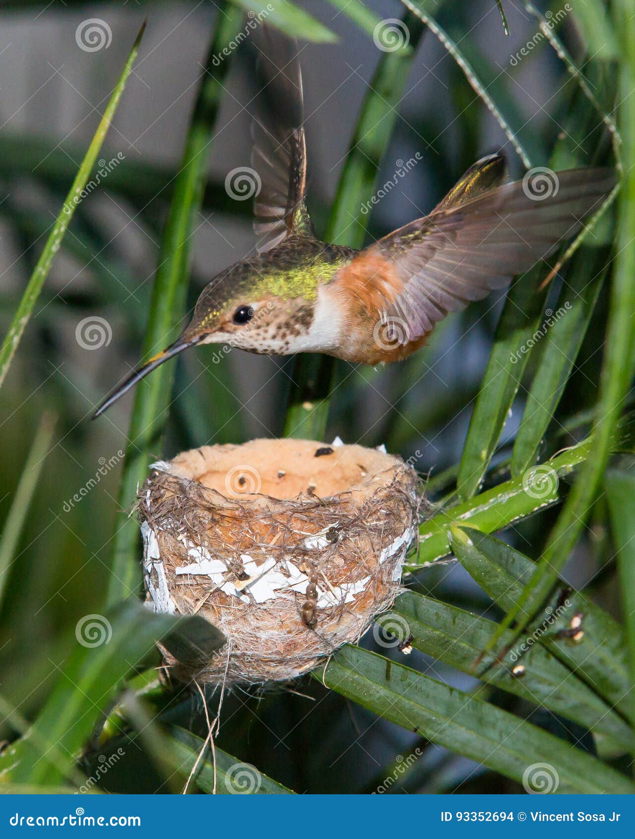 A Mother doing a Fly by stock photo. Image of loving - 93352694