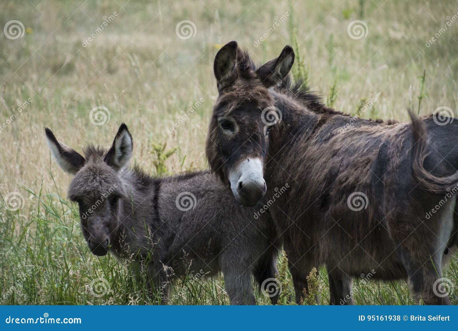 Mother Donkey with Baby Donkey Stock Photo - Image of grassland ...