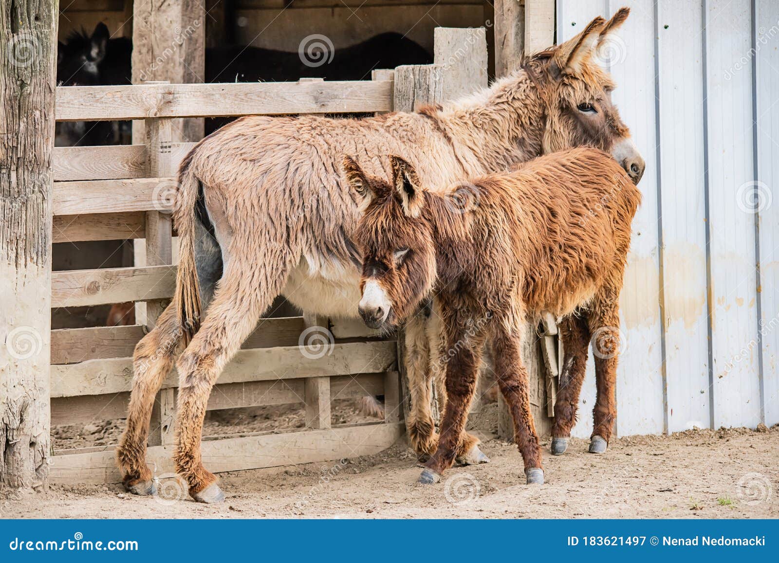 A Mother Donkey and Her Baby in Farm Stock Image - Image of environment ...