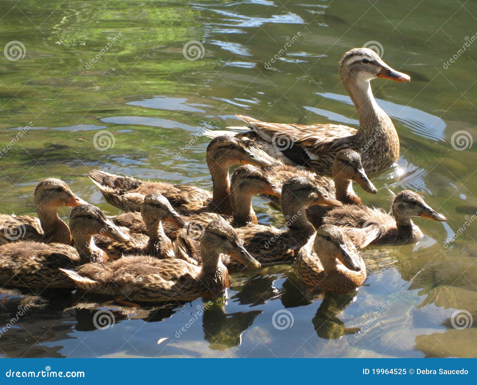 Mother Duck with Babies stock image. Image of swimming - 19964525