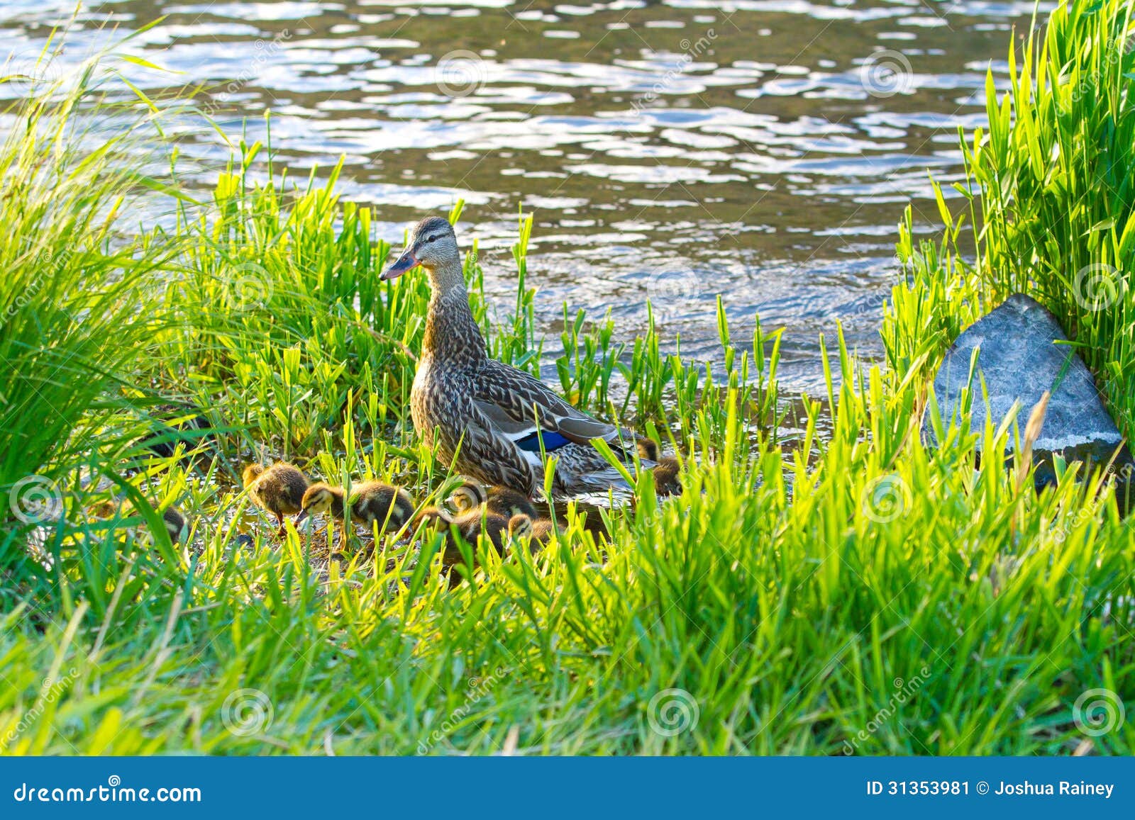 Duck Guards Sleeping Ducklings On A Floating Tree Surrounded By Leaves ...