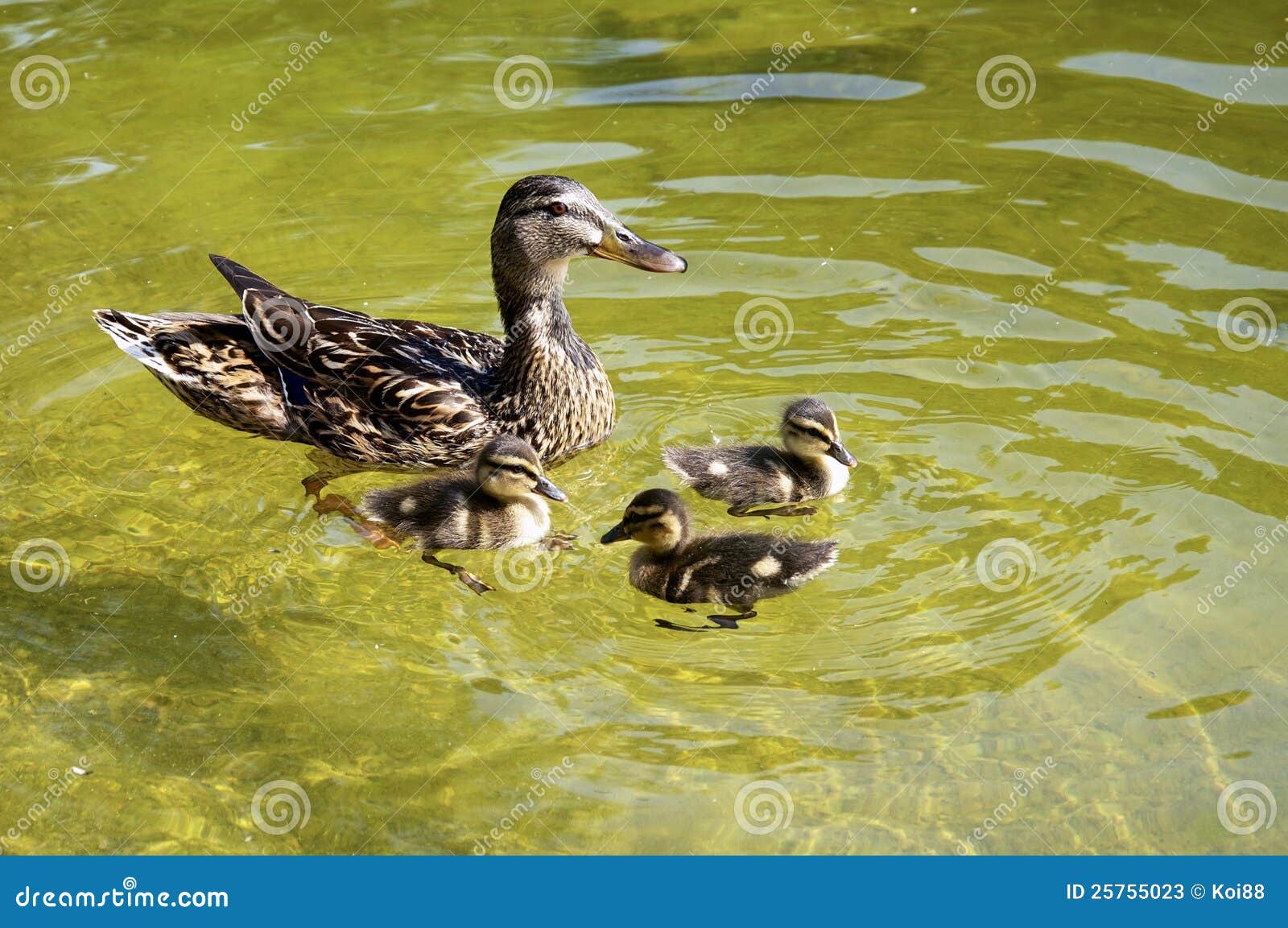 Mother Duck with Ducklings stock image. Image of outside - 25755023