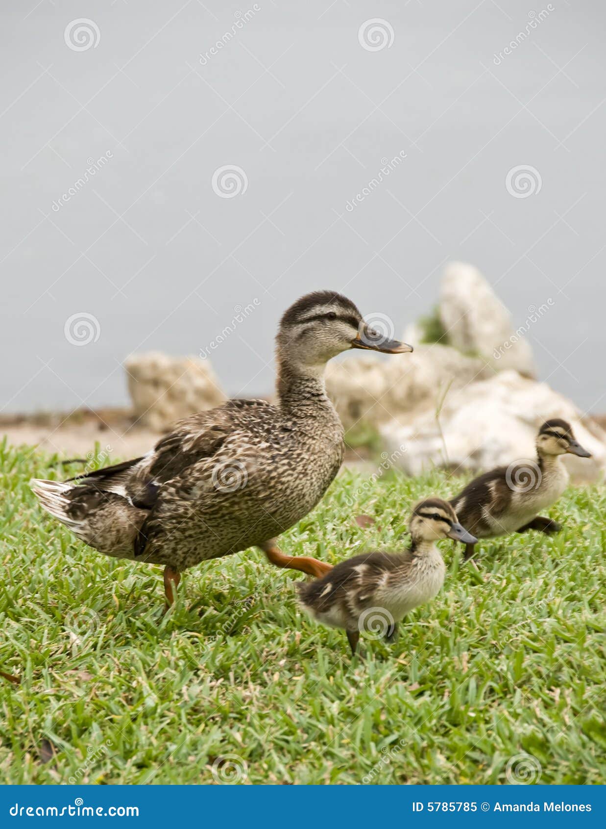 Mother duck and ducklings. stock image. Image of bird - 5785785