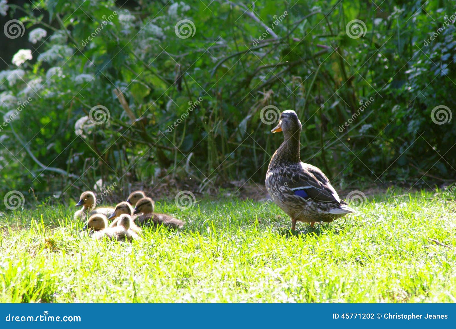 Mother Duck stock photo. Image of dean, nature, wildfowl - 45771202