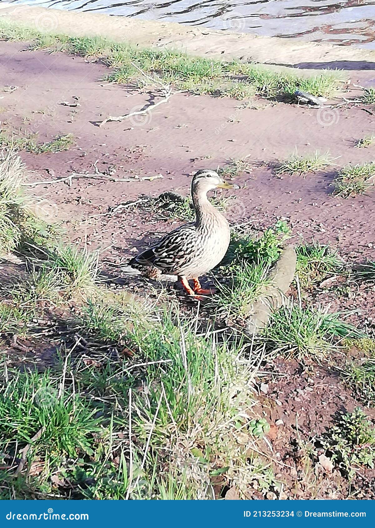 Big Duck At Grass Background Stock Image | CartoonDealer.com #72029065