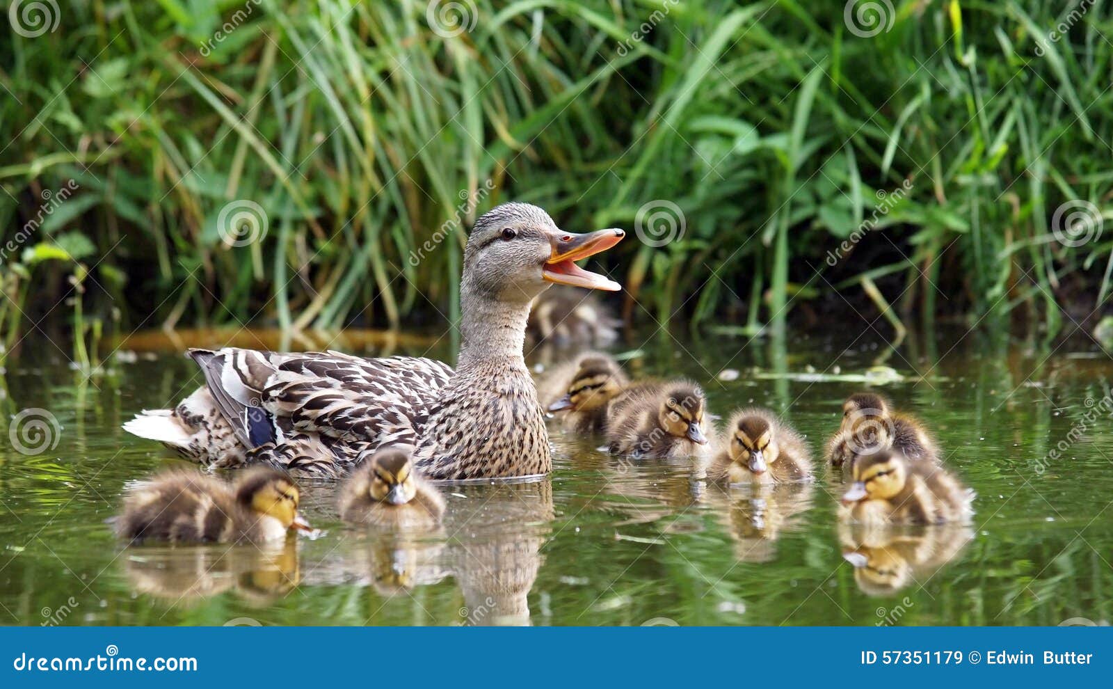 Mother Duck with Her Ducklings Stock Image - Image of female, water ...