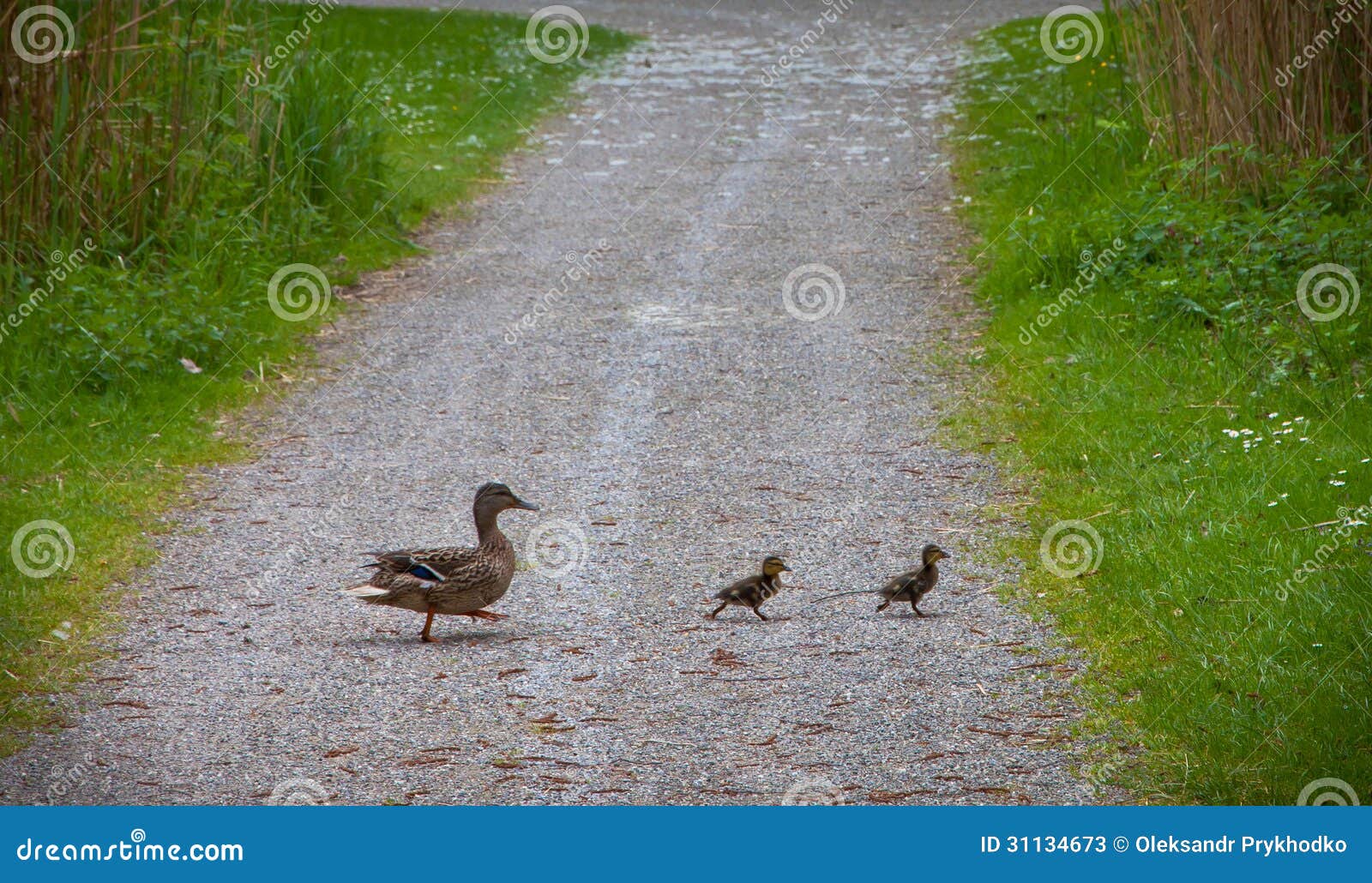 Mother Duck and Her Two Ducklings Stock Image - Image of brown, cute ...