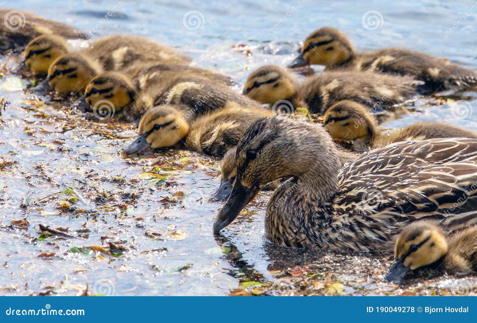 Mother with ducklings stock photo. Image of adorable - 190049278