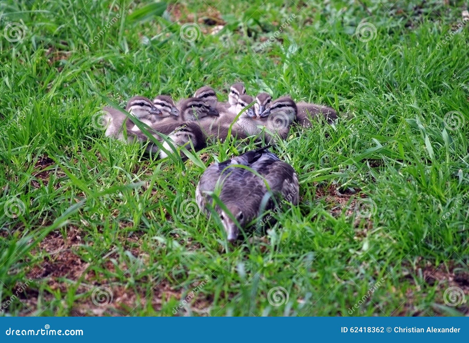 Mother Duck Protecting Ducklings Stock Photo - Image of duck, birds ...